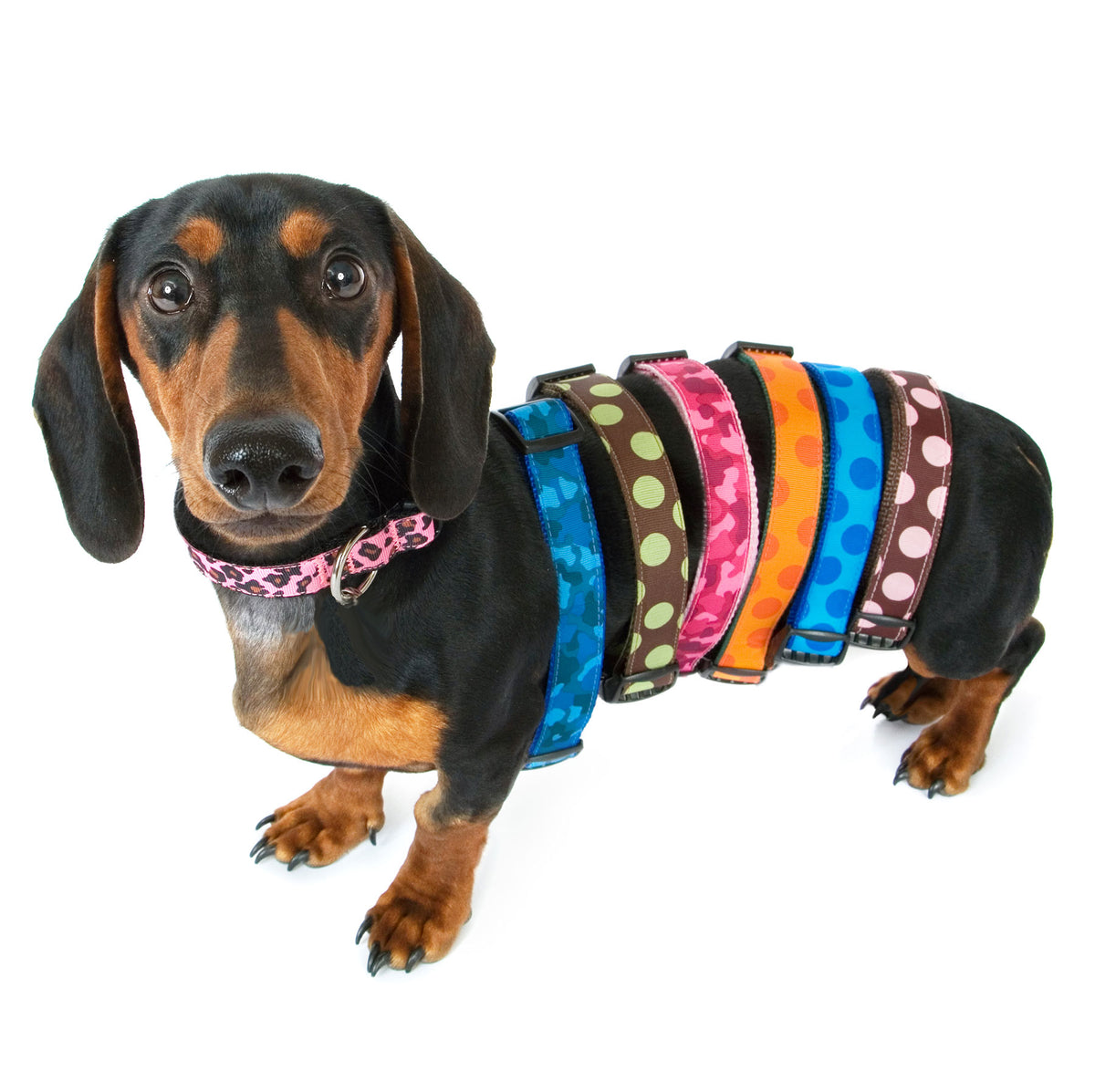 Cute Dog Collars! Quality Walk-e-Woo dog collars guaranteed to last ...