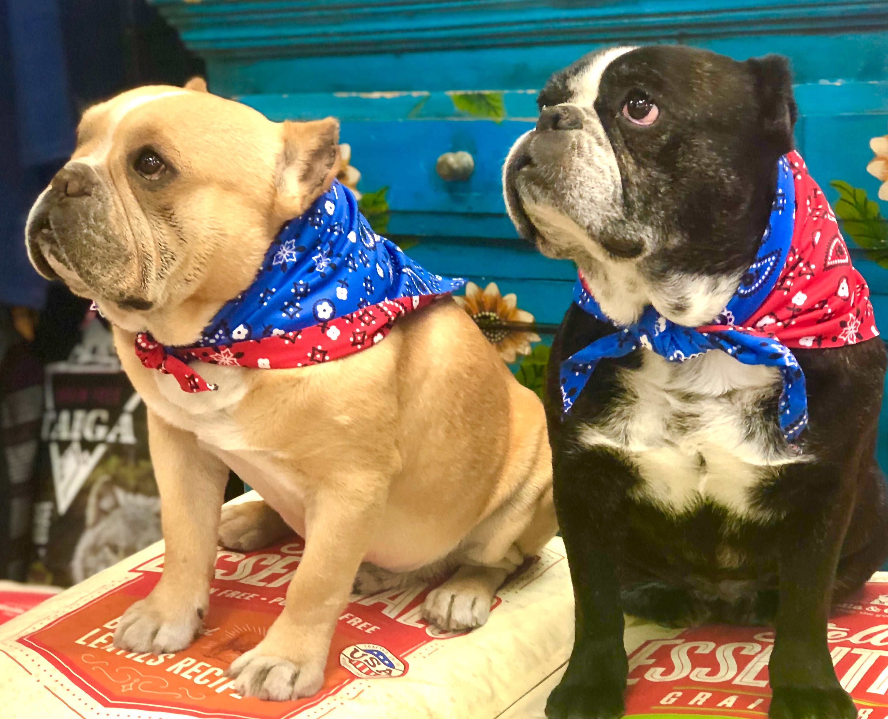 Red/Blue Bandana - Walk-e-Woo – WaLk-e-Woo